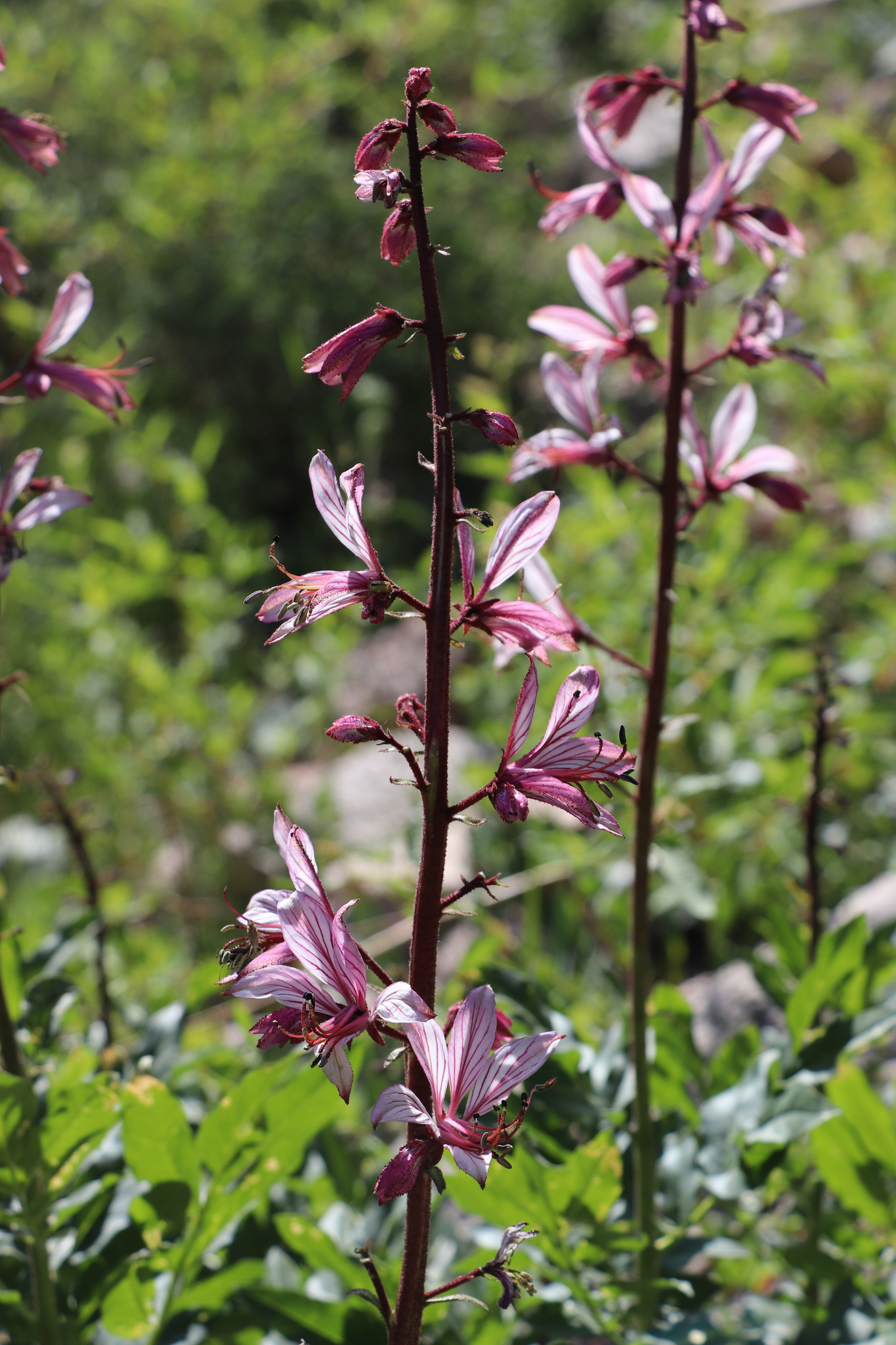 Dictamnus angustifolius G.Don ex Sweet