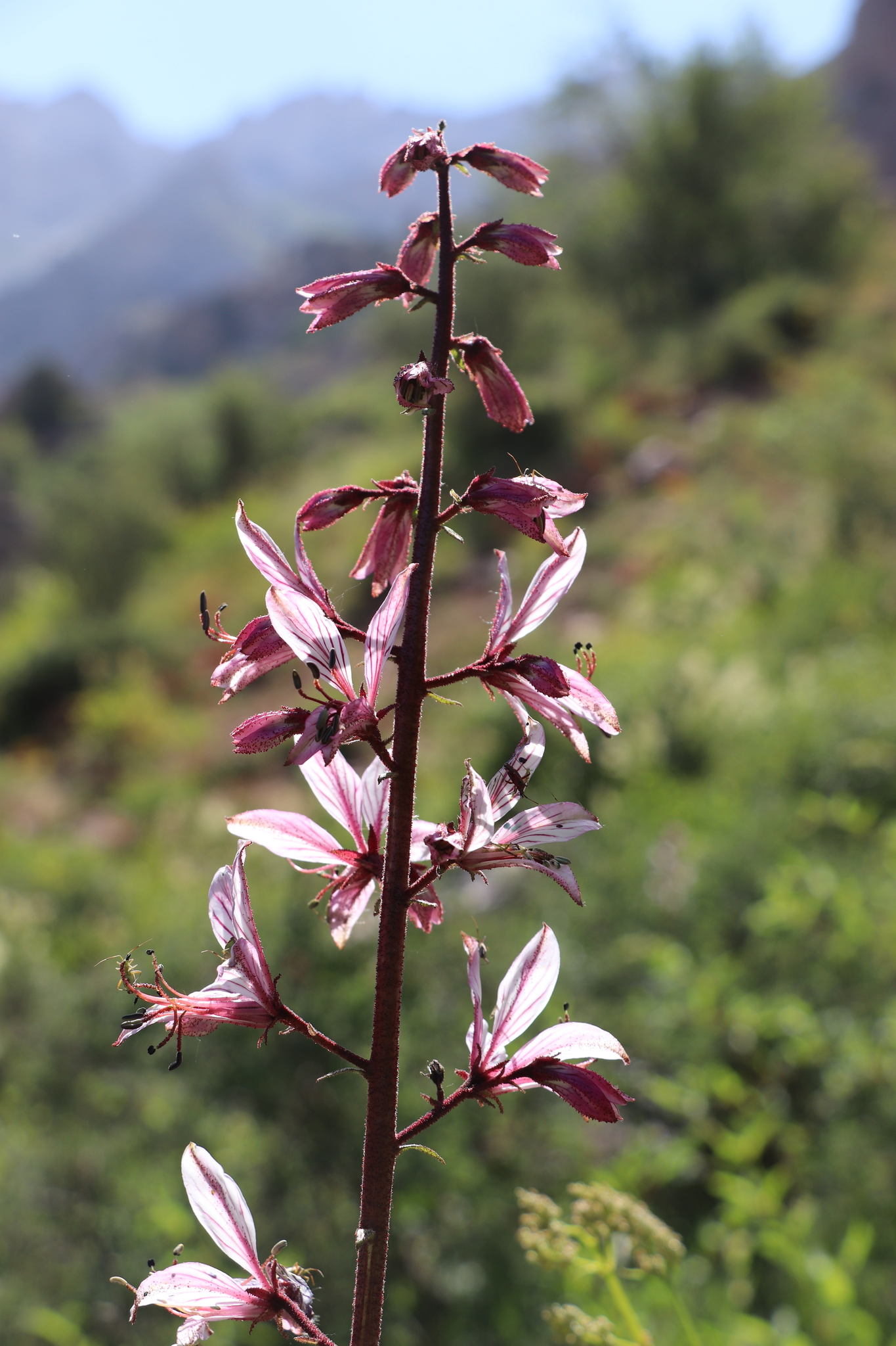 Dictamnus angustifolius G.Don ex Sweet
