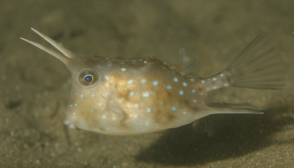 Longhorn Cowfish from Sydney NSW, Australia on April 20, 2023 at 08:29 ...