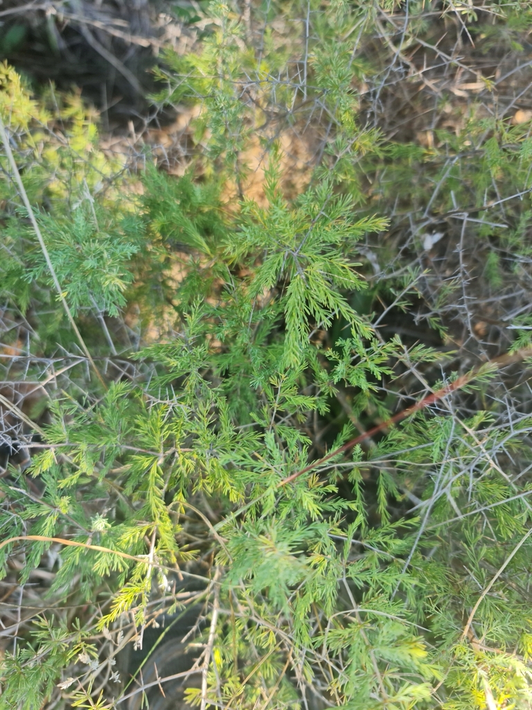 Common Asparagus Fern from Merafong City Local Municipality, South ...