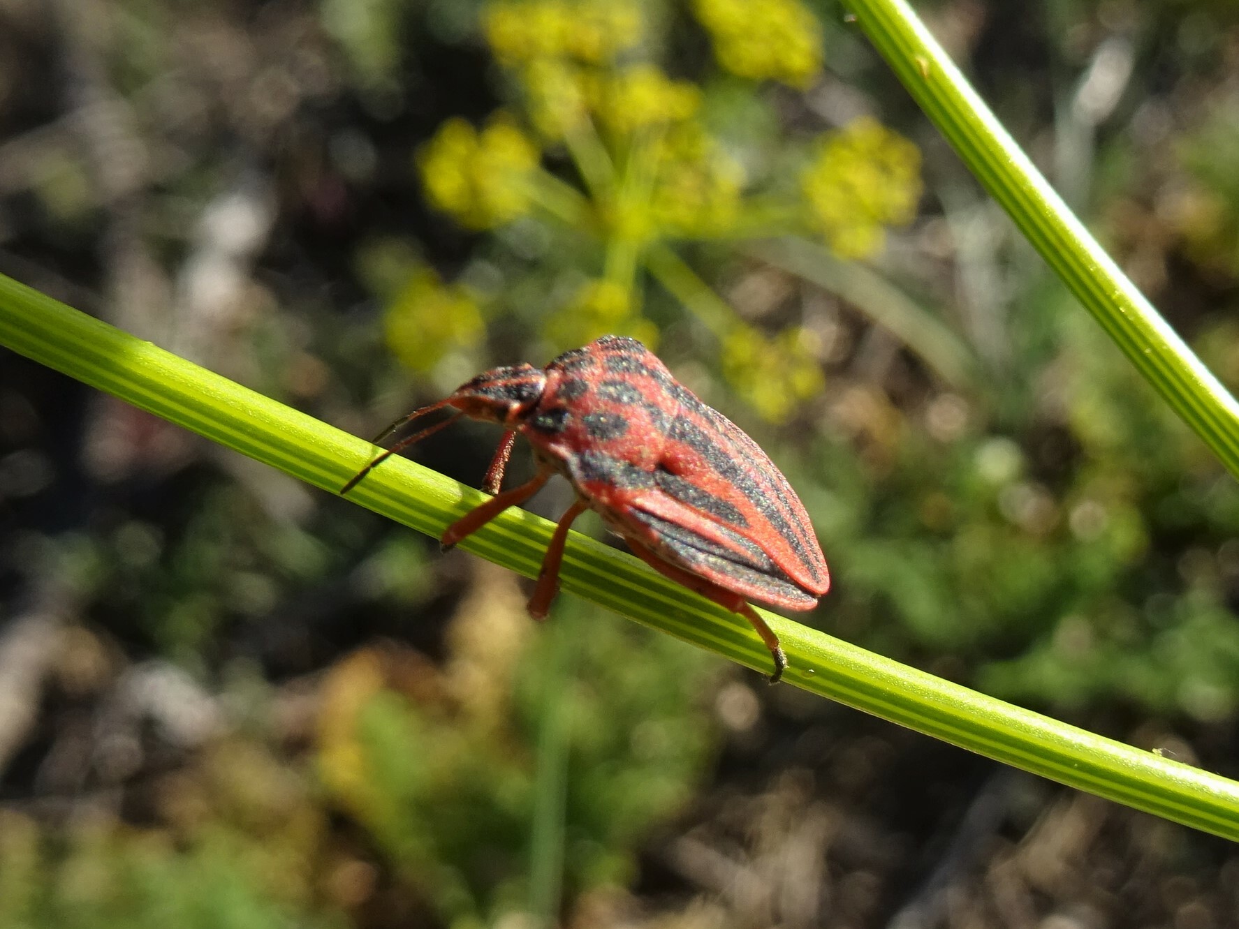 Graphosoma semipunctatum (Fabricius, 1775)