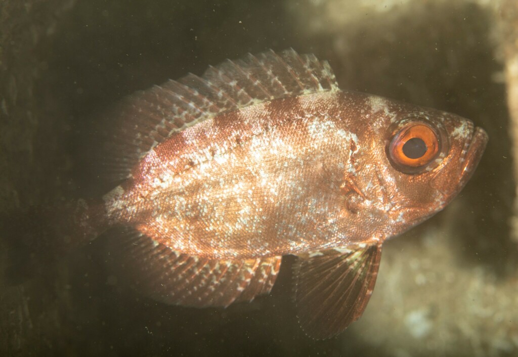 Red Big-eye from Sydney NSW, Australia on April 20, 2023 by John Sear ...