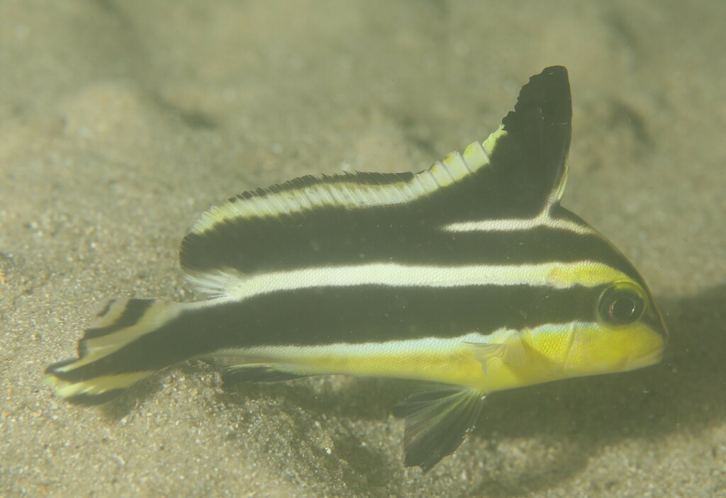 Painted Sweetlips from Sydney NSW, Australia on April 20, 2023 at 07:29 ...