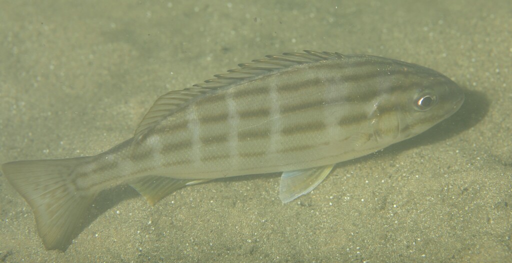 Eastern Striped Grunter from Sydney NSW, Australia on April 20, 2023 at ...