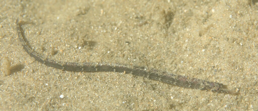 Girdled Pipefish from Sydney NSW, Australia on April 20, 2023 at 08:28 ...