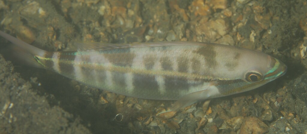 Paradise Threadfin Bream from Sydney NSW, Australia on April 20, 2023 ...