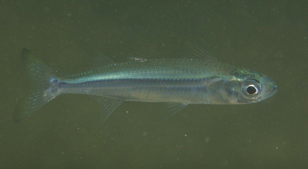 Common Hardyhead from Sydney NSW, Australia on April 20, 2023 at 08:58 ...
