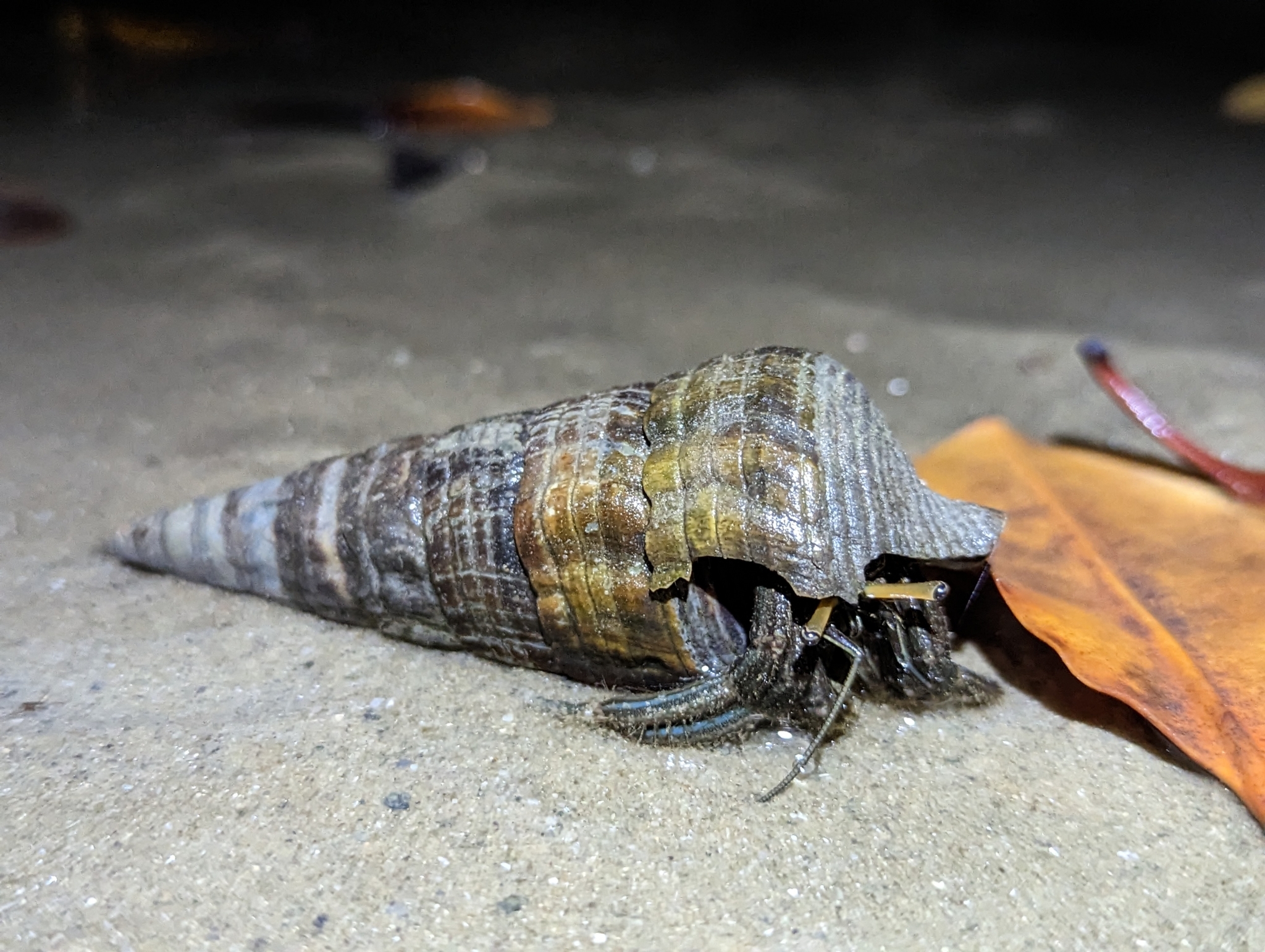 Clibanarius longitarsus (De Haan, 1849)
