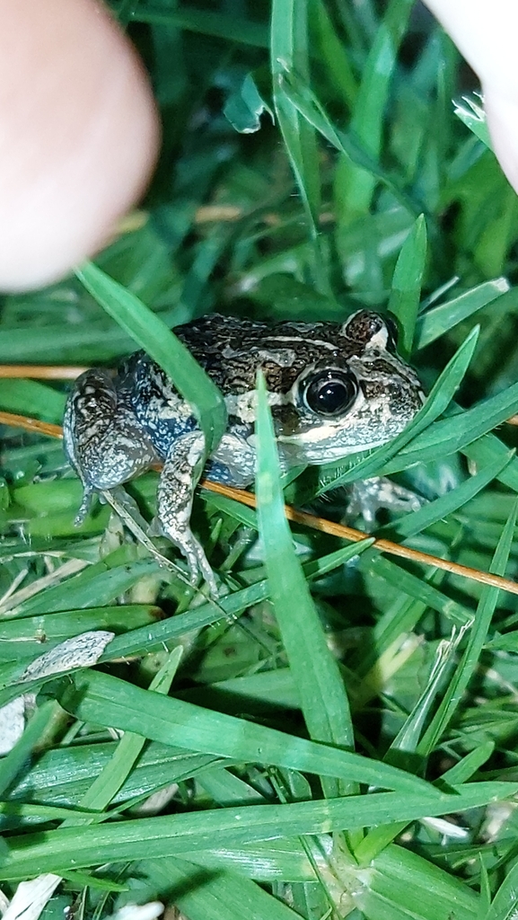 Eastern Banjo Frog from Seaford on April 20, 2023 at 08:01 PM by ...
