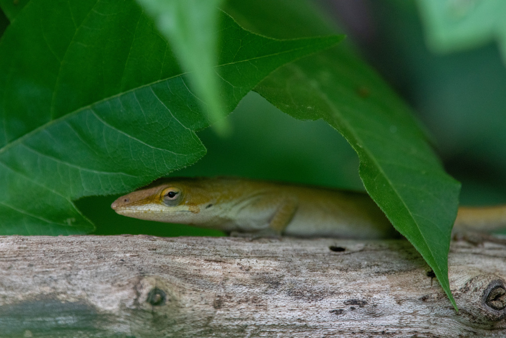 Green Anole from Northeast Carrollton, Carrollton, TX, USA on April 19 ...