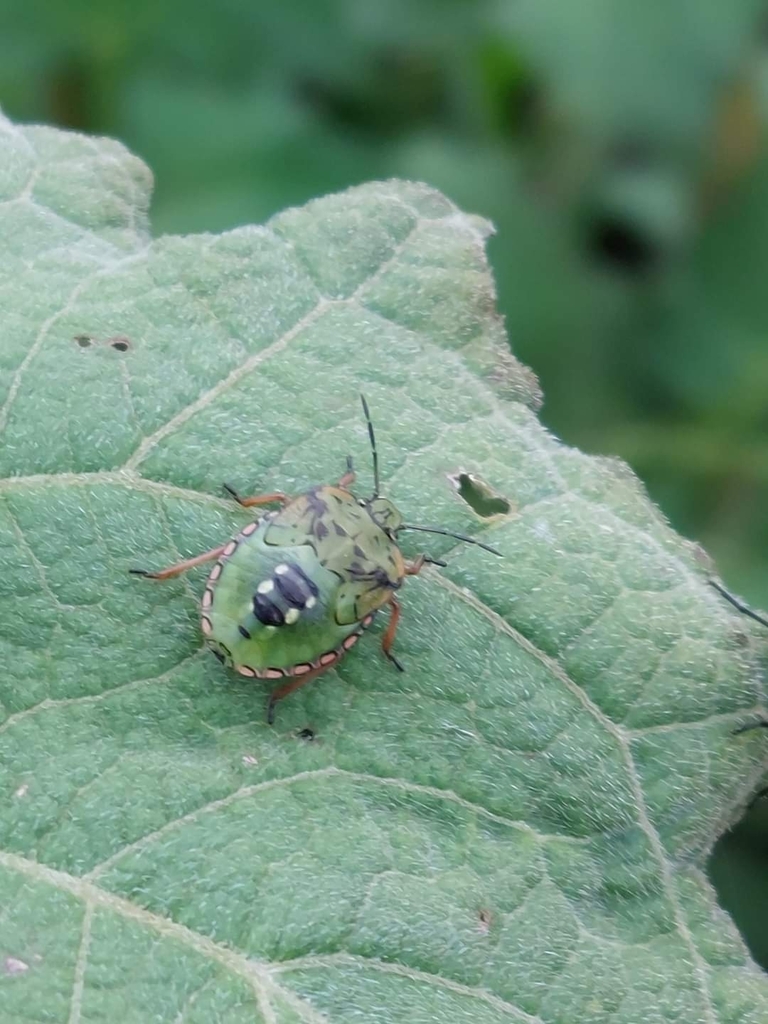 Southern Green Stink Bug from The Briars by skyeryder · iNaturalist