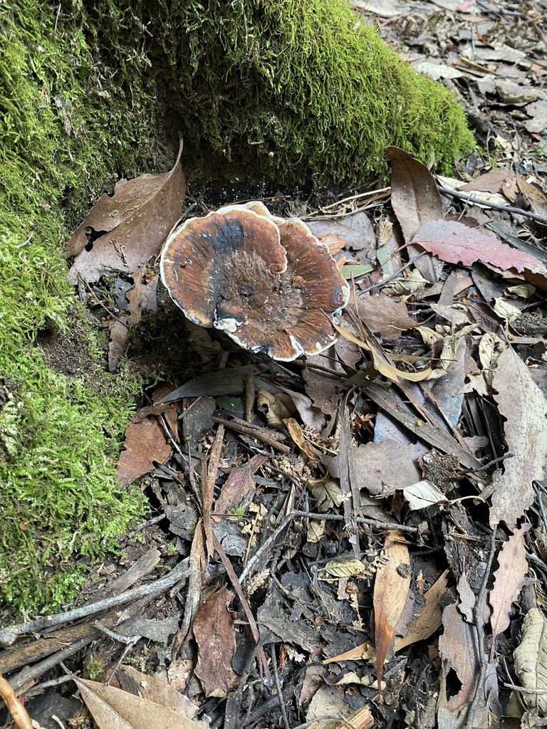 red-staining stalked polypore from Russell Falls, Mount Field, TAS, AU ...