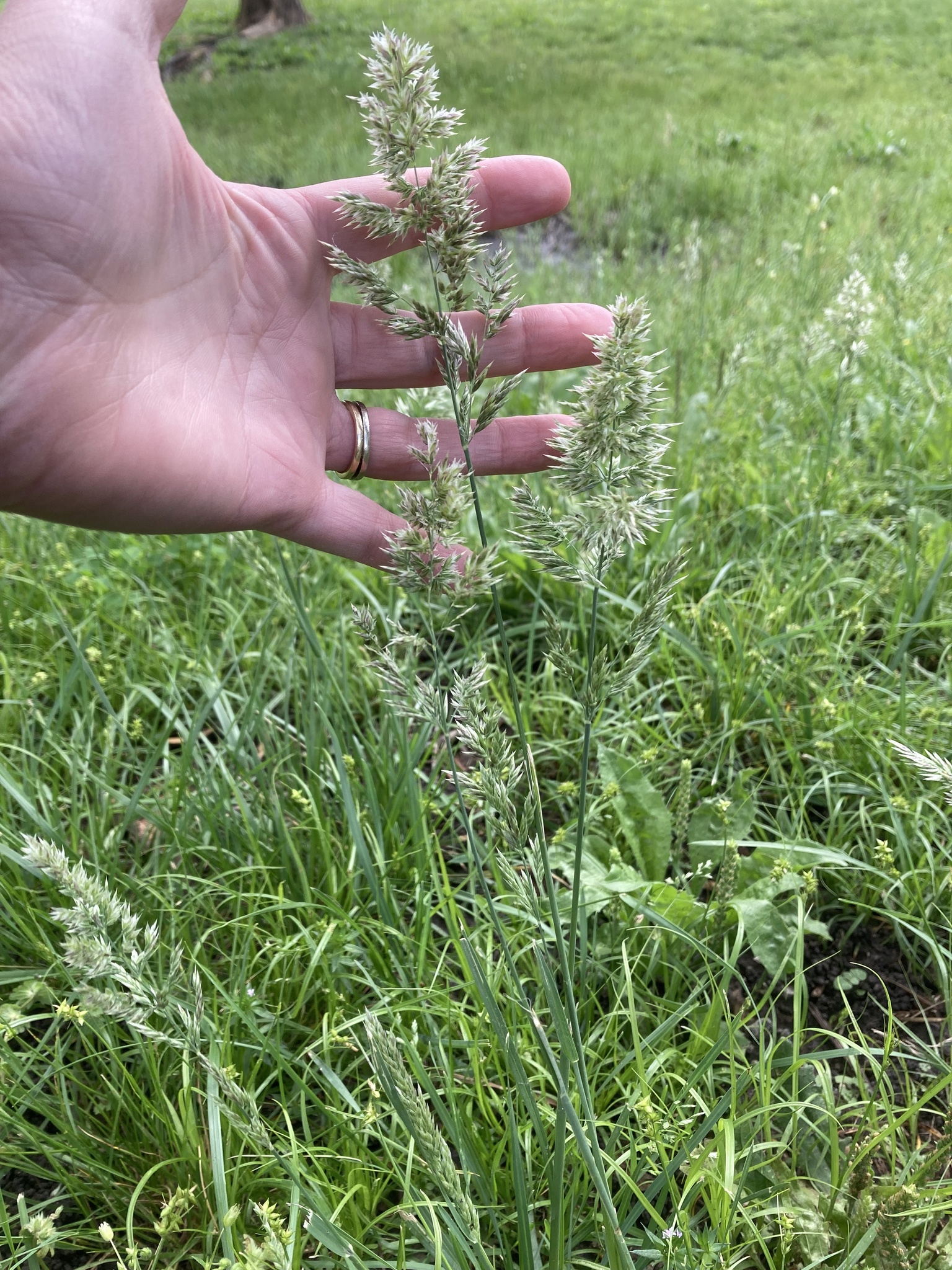 Poa arachnifera Torr.