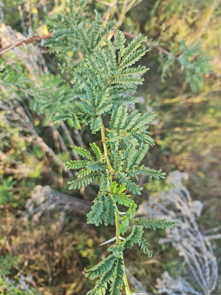 Curly-Pod Acacia from Merafong City Local Municipality, South Africa on ...
