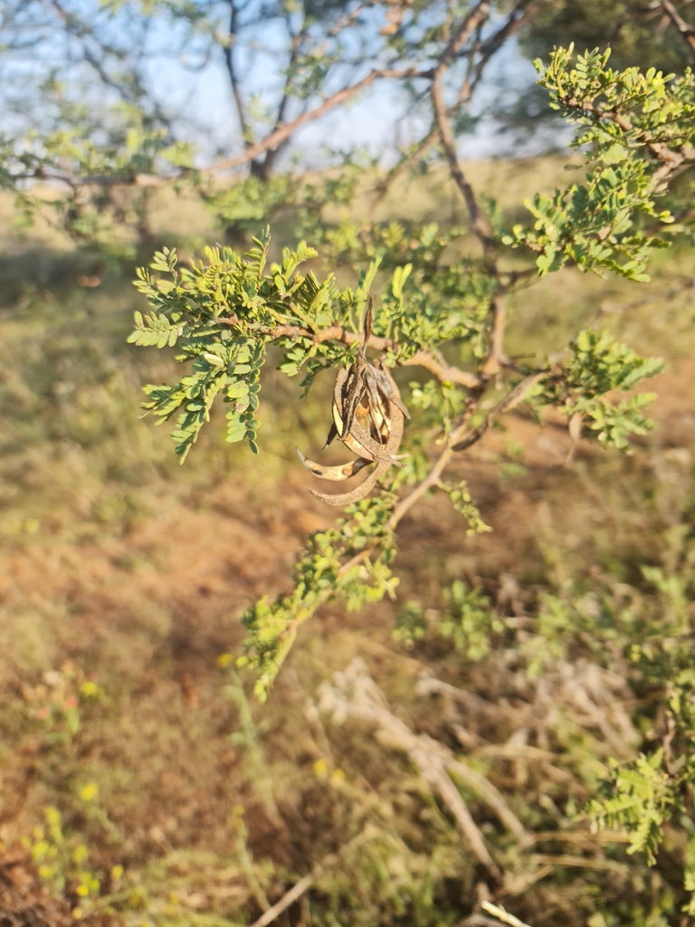 Sweet Thorn from Merafong City Local Municipality, South Africa on ...