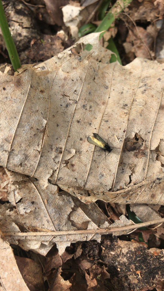 Green Longhorn Moth from Mill Way, Leatherhead, England, GB on April 20 ...