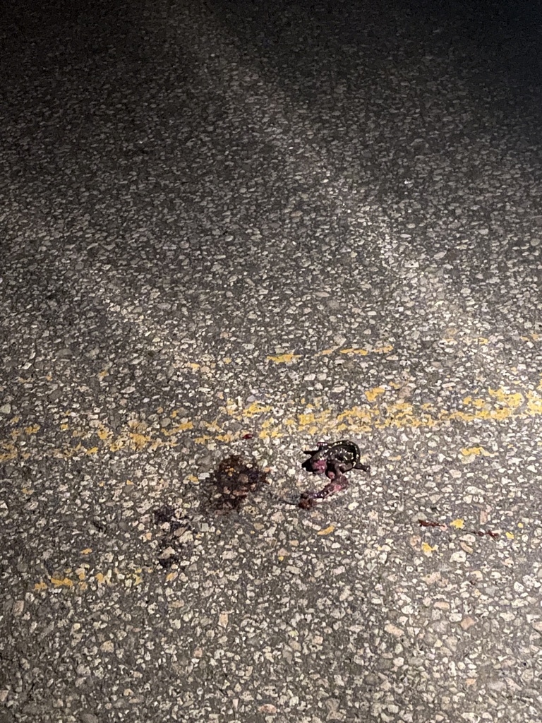 Spotted Salamander from White Rock Rd, Kings, NS, CA on April 19, 2023 ...