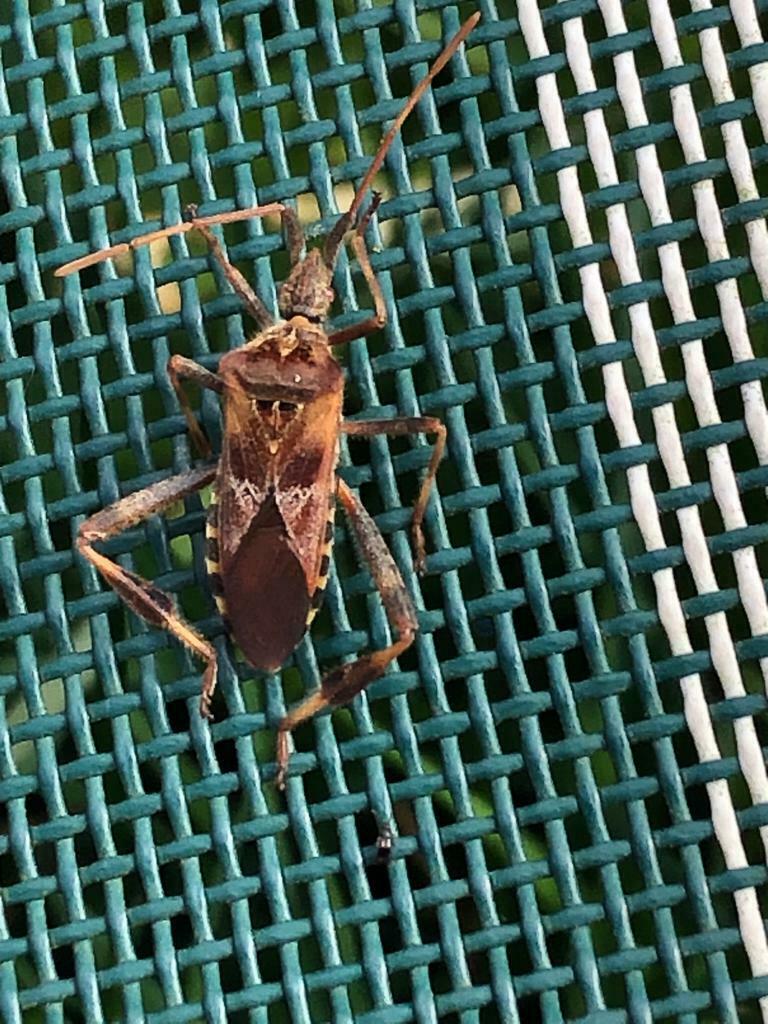 Western Conifer Seed Bug from Graz-Umgebung, Österreich on April 20 ...