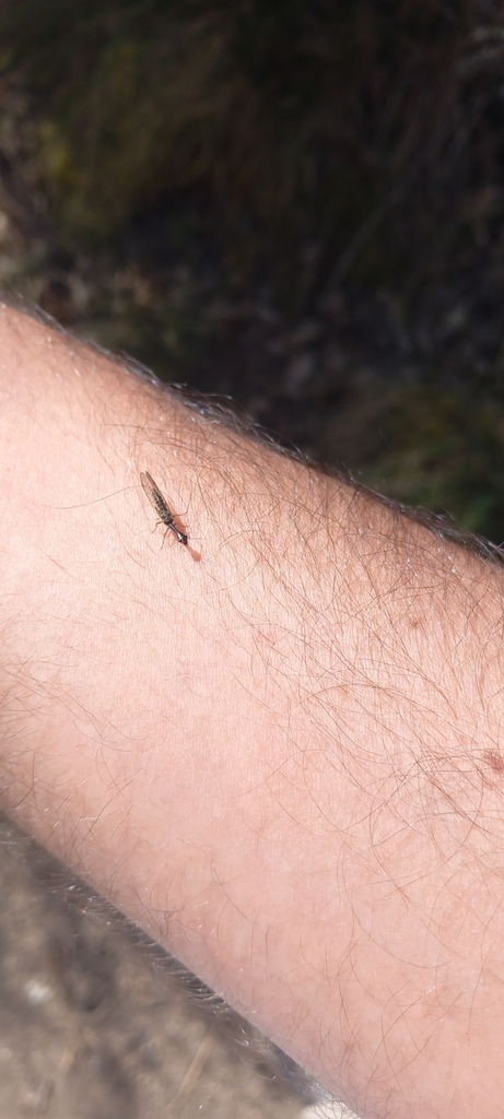 Raphidiid Snakeflies from Rebordãos, 5300, Portugal on April 20, 2023 ...