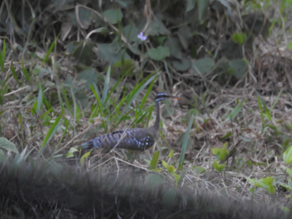 Ave sol desde Castilla la Nueva, Meta, Colombia el 16 de diciembre de ...