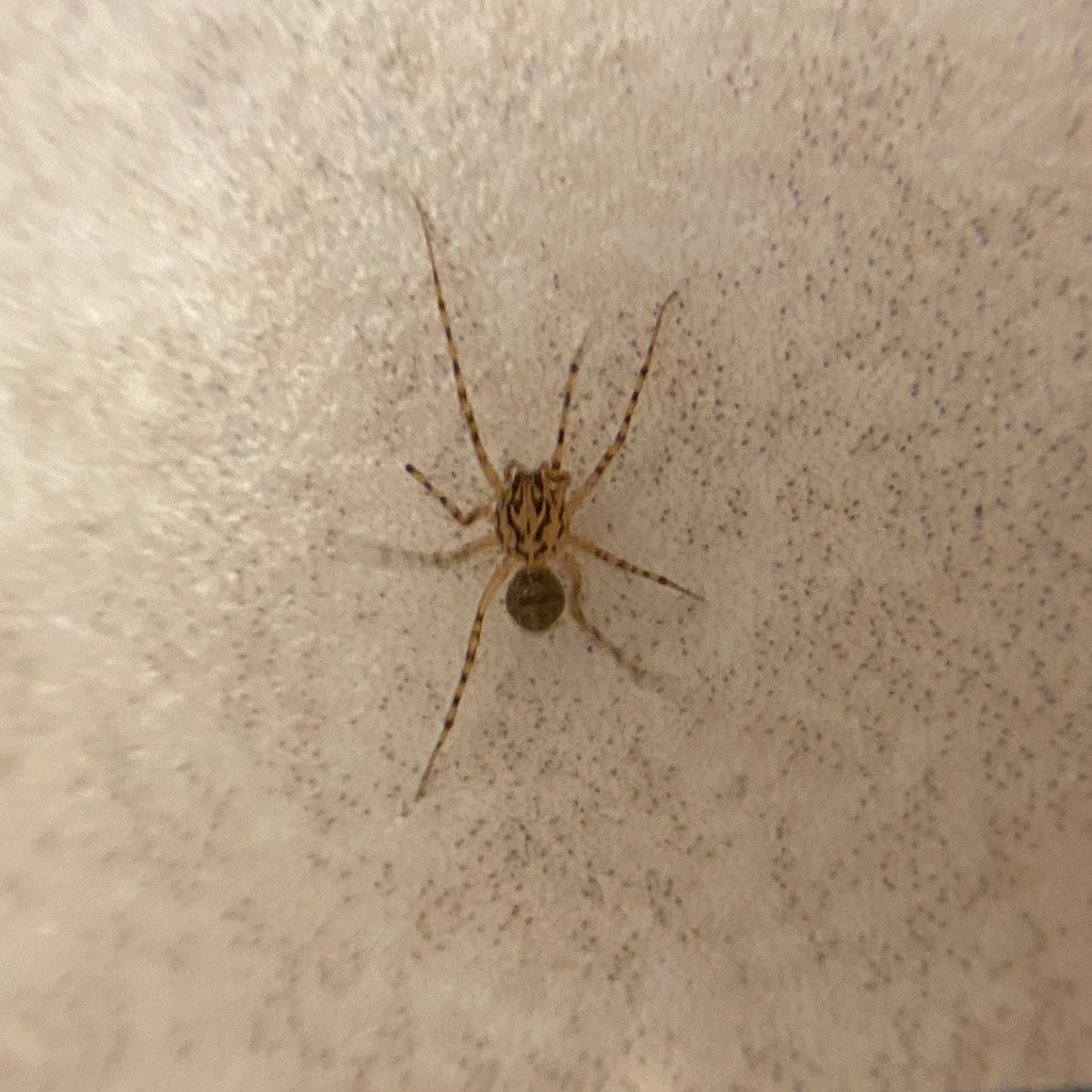 Common Spitting Spider in April 2023 by Nora Penhollow · iNaturalist
