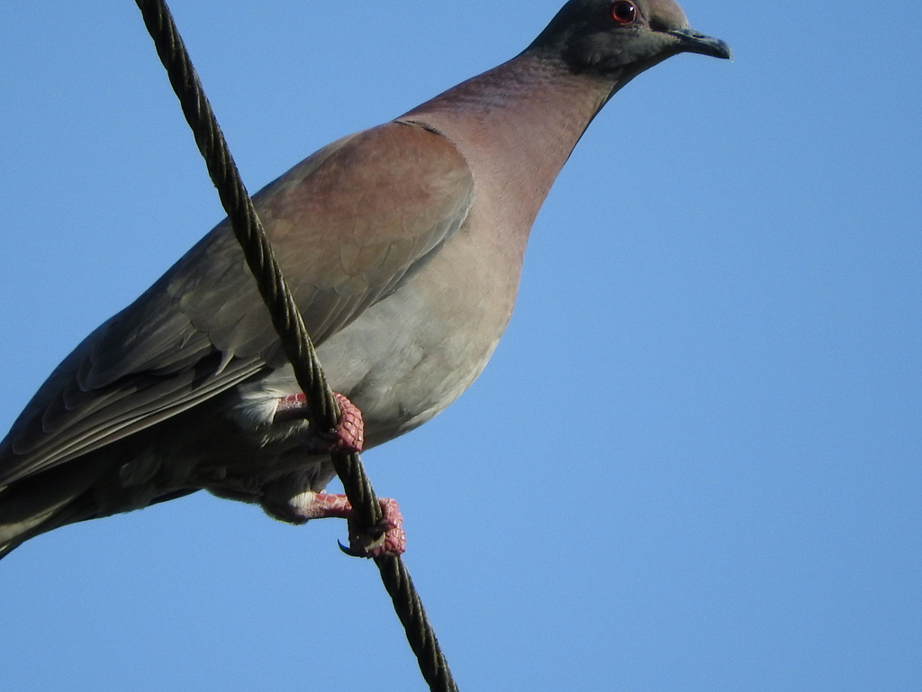 Paloma colorada desde Castilla la Nueva, Meta, Colombia el 15 de ...