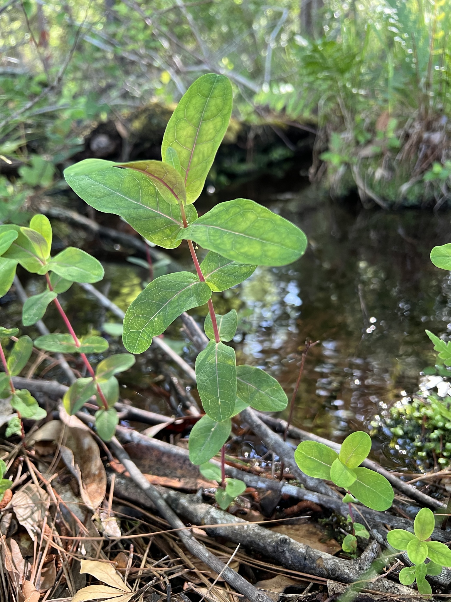 Hypericum virginicum L.