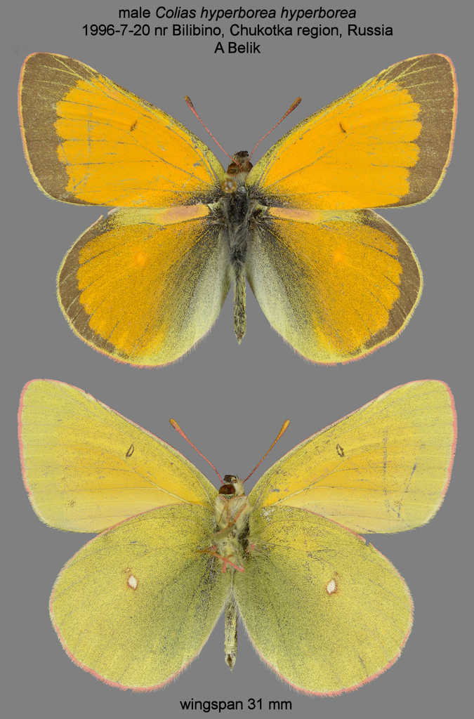 Colias hyperborea from Bilibinsky District, Chukotka Autonomous Okrug ...