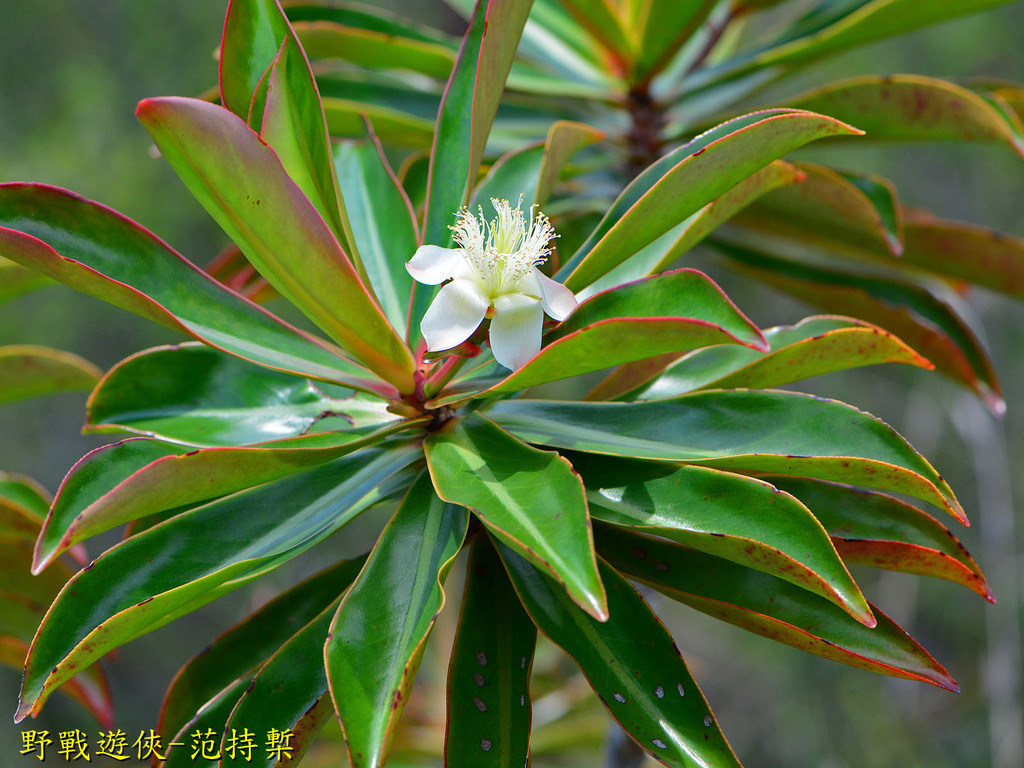 bonnetia family (Bonnetiaceae) - Botanical Realm