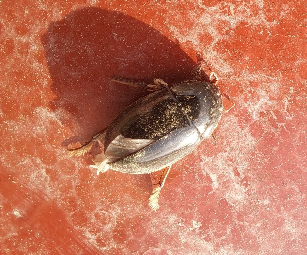 Hydrochara affinis from Geochang-gun, Gyeongsangnam-do, South Korea on ...