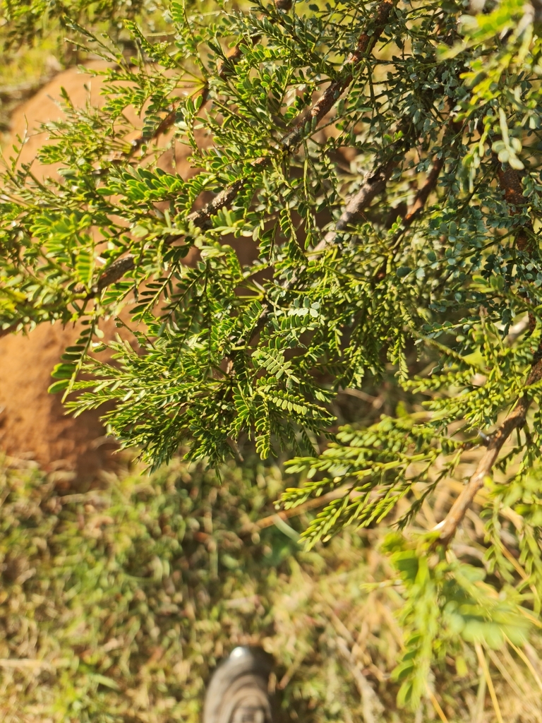 Sweet Thorn from Merafong City Local Municipality, South Africa on ...