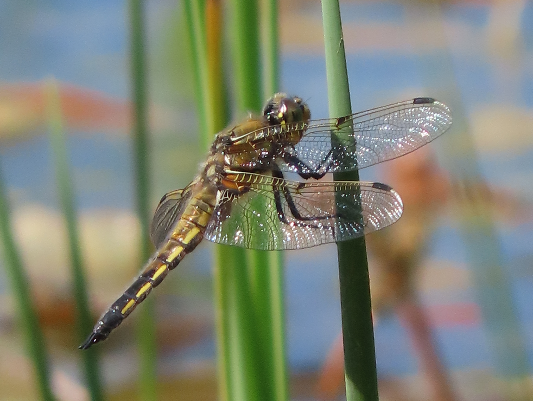 Libellula quadrimaculata Linnaeus, 1758
