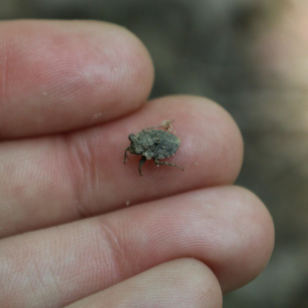 Big-eyed Toad Bug from Pulaski County, AR, USA on April 19, 2023 at 01: ...