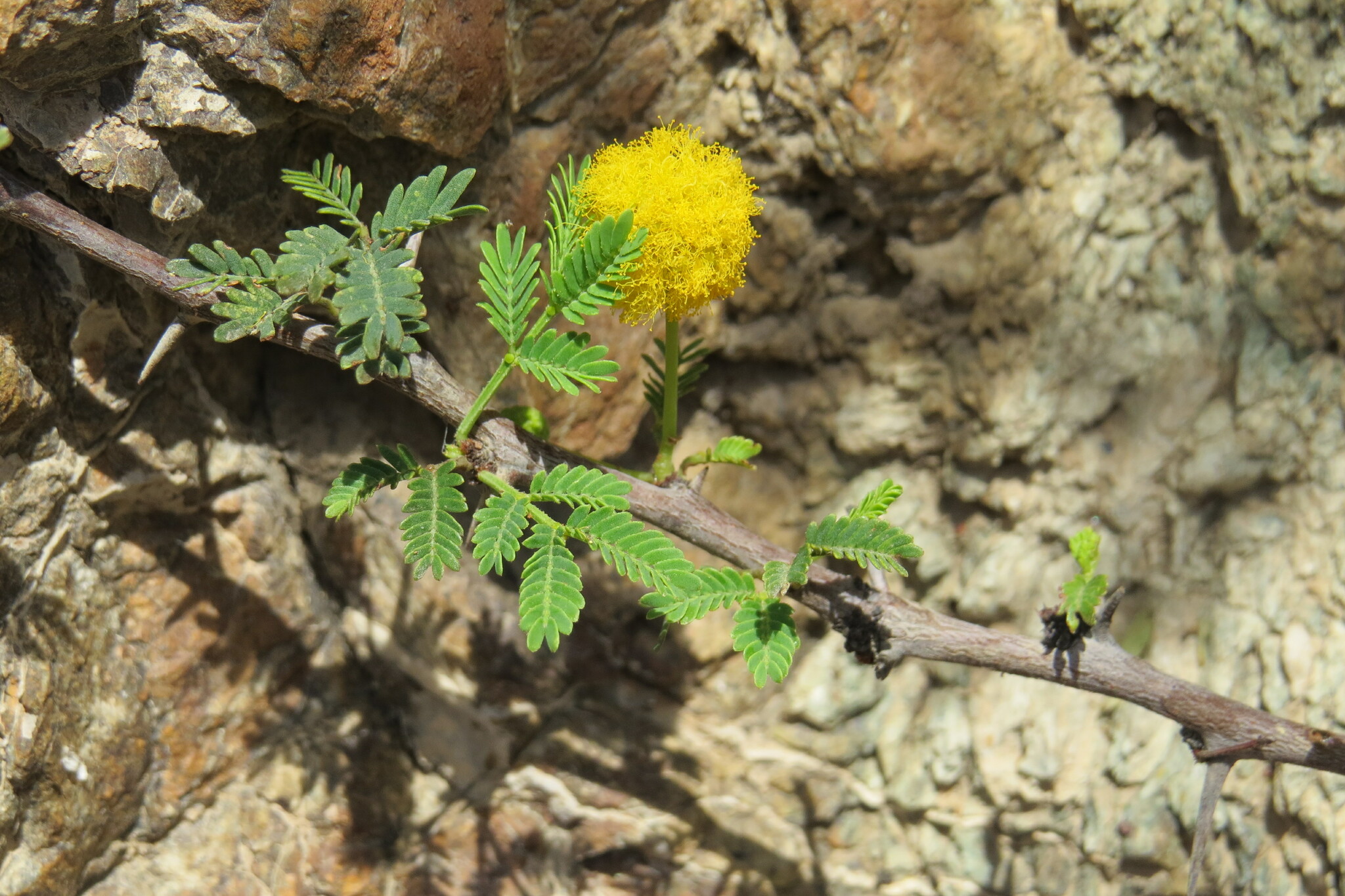 Vachellia flava (Forssk.) Kyal. & Boatwr.