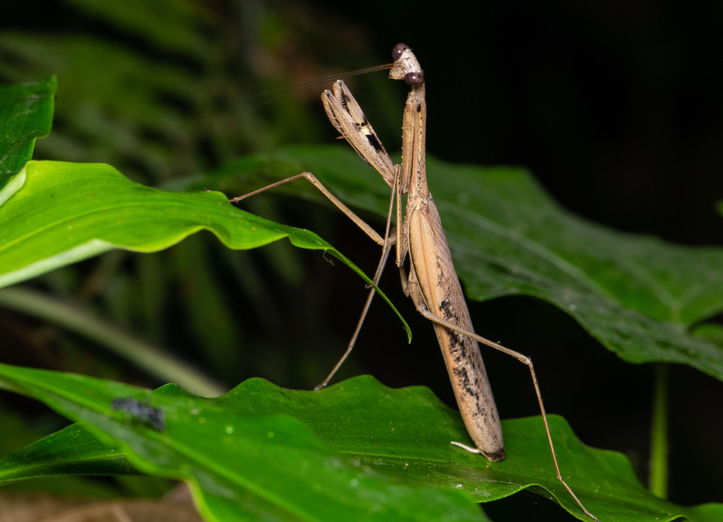 Statilia nemoralis from 台灣高雄市 on April 19, 2023 at 07:02 PM by Liu ...