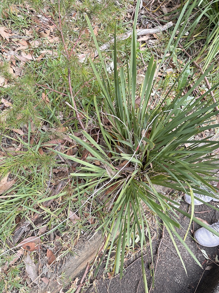 Spiny-headed Mat-rush from Royal National Park, Royal National Park ...