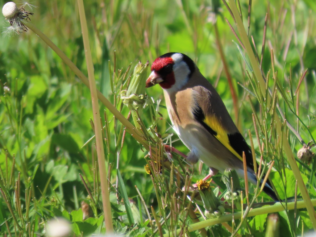 European Goldfinch from Barrio Arteaga, Gautegiz Arteaga, Bizkaia, ES ...