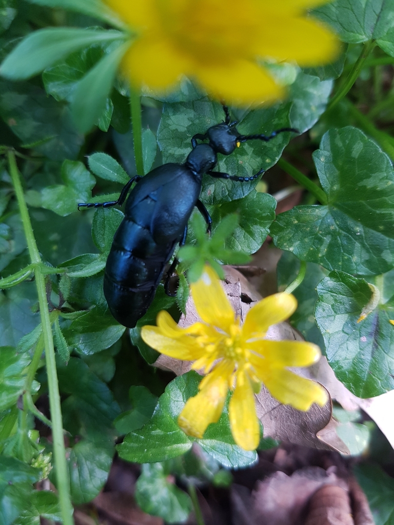 Violet Oil Beetle from Devon on 18 April, 2023 at 02:52 PM by Noah S ...
