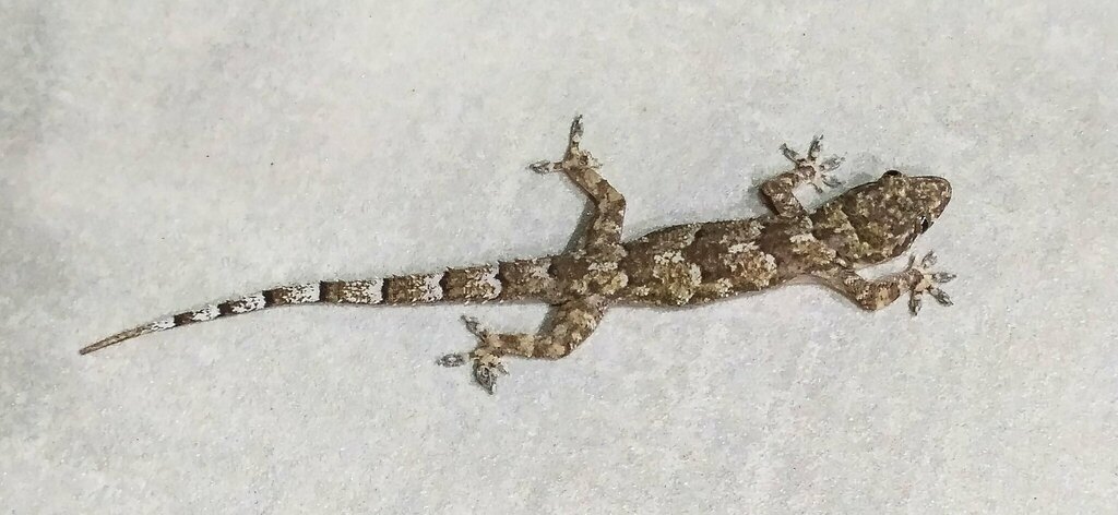 Tropical House Gecko from Estrada Municipal do Mingu 1700 km 83 - Rio ...