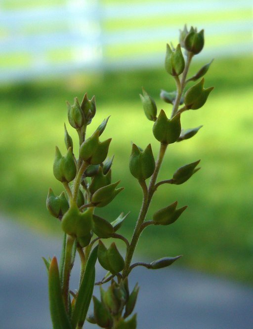 Sharp-pod Pepper-grass (Vernal Plant Species of the California South ...