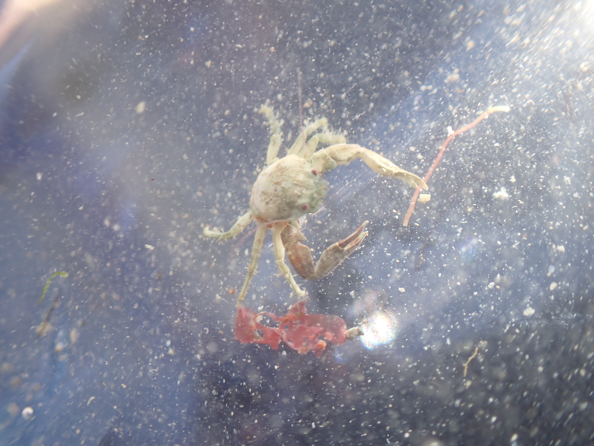 Pisidia longicornis (Linnaeus, 1767)