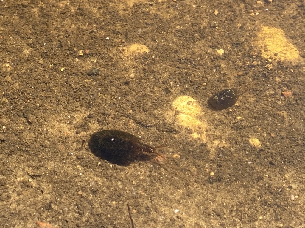 Golden Tadpole Shrimp from Panemune, Latvia on April 19, 2023 at 12:20 ...