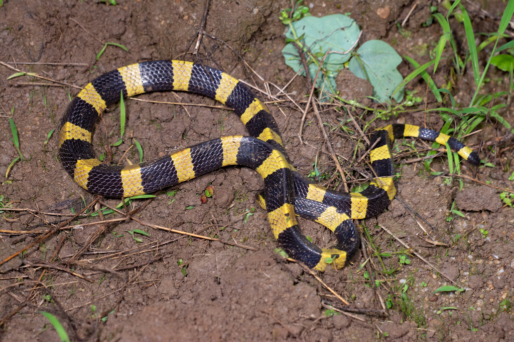 Banded Krait from 中国广东省珠海市香洲区 on April 19, 2023 at 10:41 PM by jamvit ...