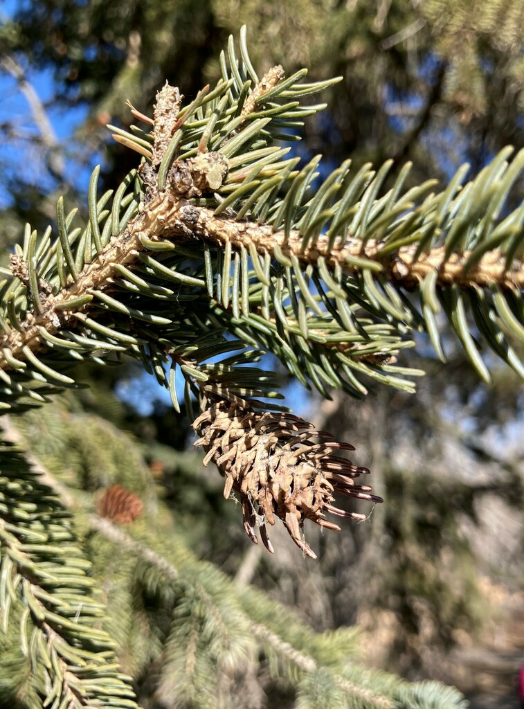 spruce aphids from Southwest Calgary, Calgary, AB, Canada on April 18 ...