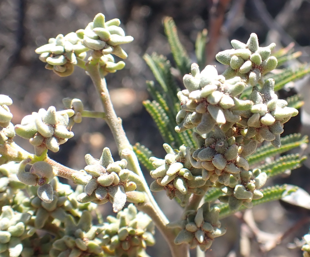 Black Wattle Gall Midge from Paardepoort west, Horseshoe bend ...