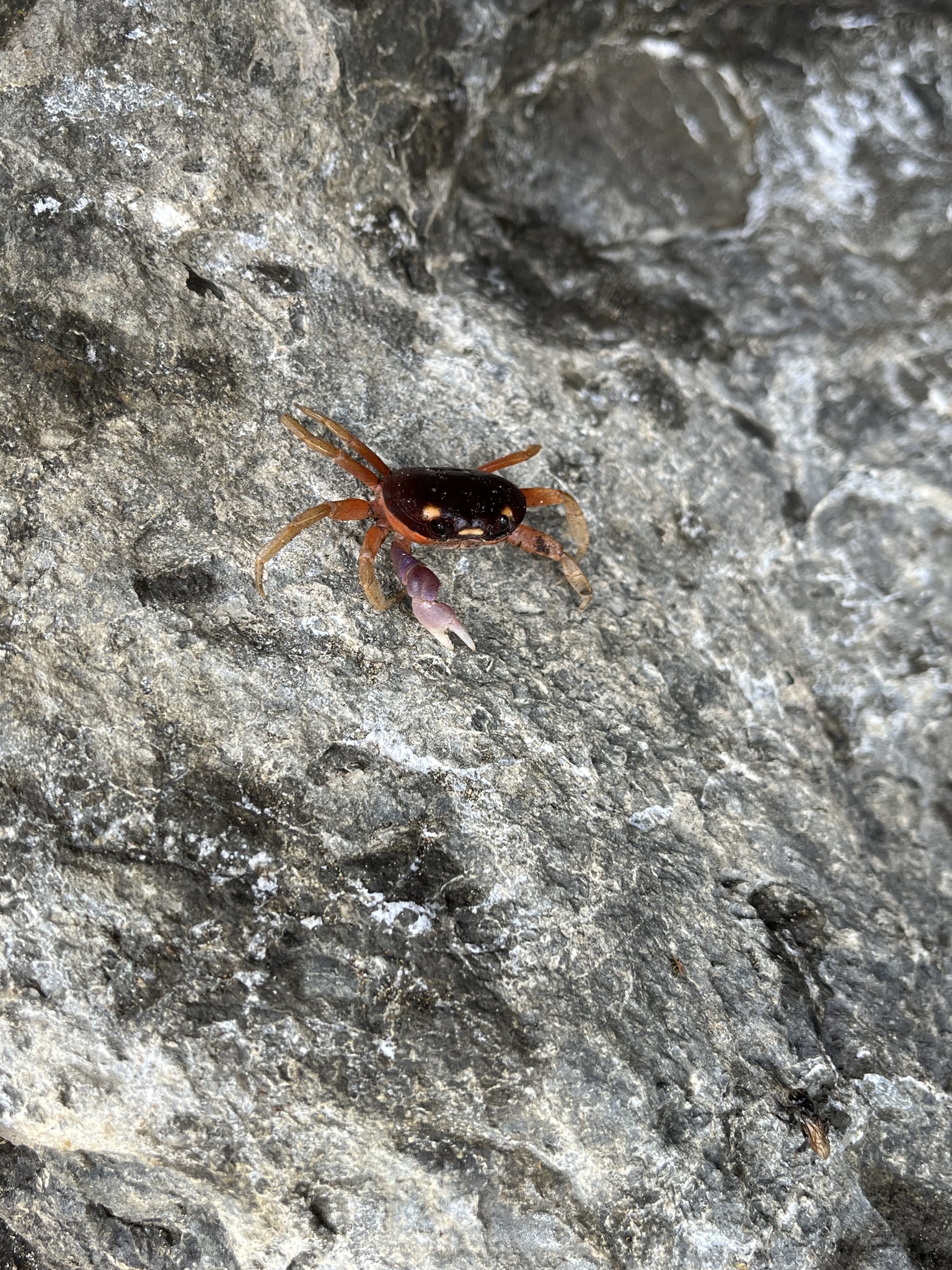 Gecarcinus quadratus de Saussure, 1853