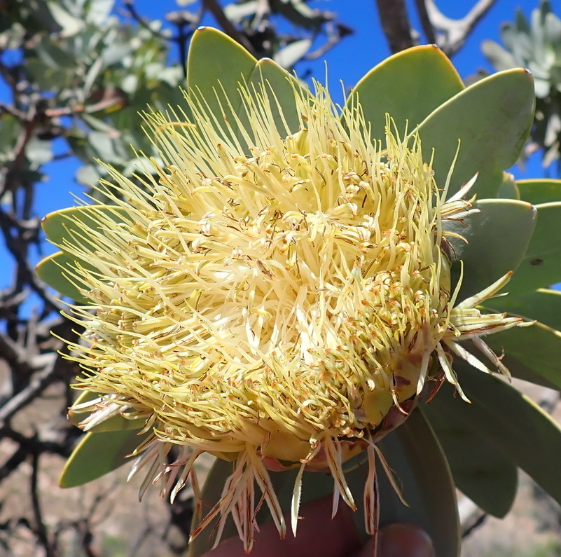 Wagon Tree from Paardepoort west, Horseshoe bend, Outeniqua foothills ...