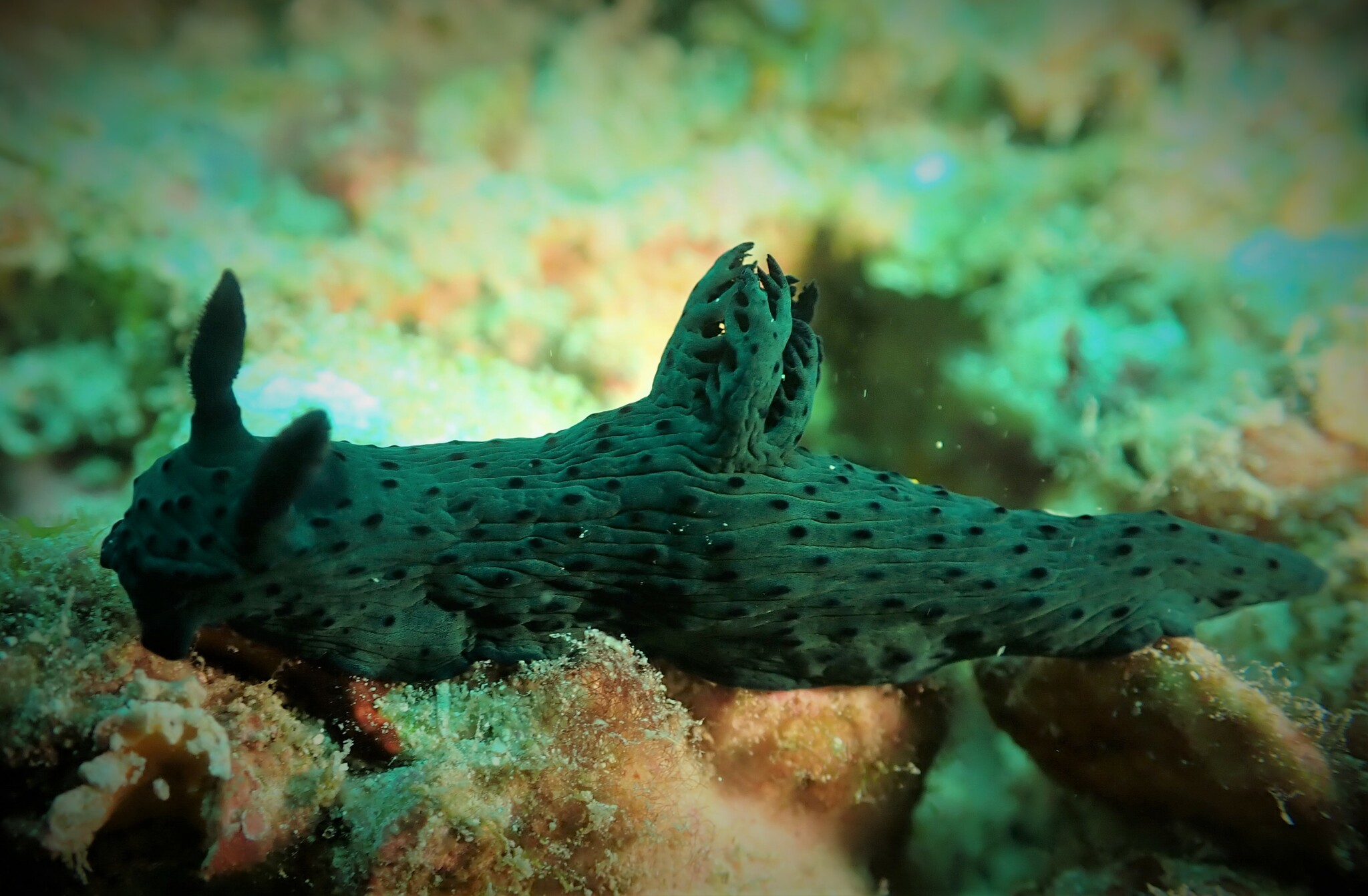 Nembrotha milleri Gosliner & Behrens, 1997