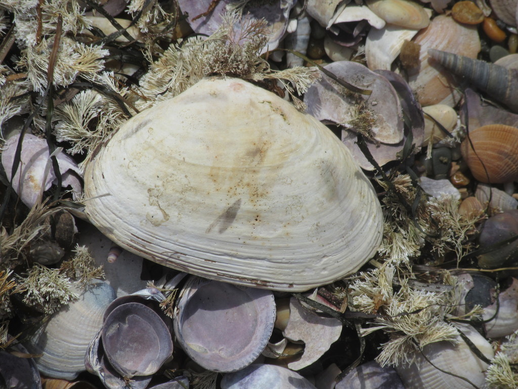 Long Trough Shell from Invercargill, NZ-SO, NZ on October 20, 2018 at ...