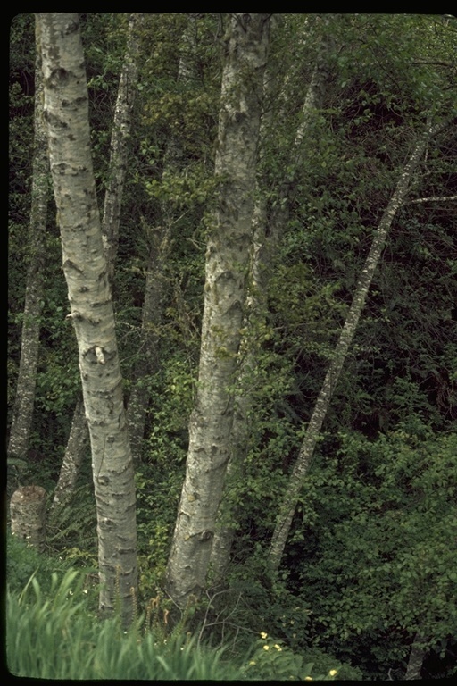 Red Alder (Carkeek Park, NW Seattle) · iNaturalist